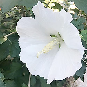 Snow White Hibiscus Seeds Perennial Attracts Butterflies Heat & Humidity Tolerant Bog Gardens Ponds Beds Borders Outdoor 25Pcs Flower Seeds by YEGAOL Garden