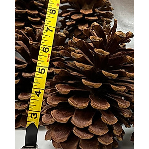 18-Pack Extra-Large (5 to 7 inch) Long Leaf Pine Cones for Decorating Home, Tables, Vase Fillers, Corporate Events, Crafts, Birdfeeders, Natural Pine Cone Holiday Ornaments. (unscented)
