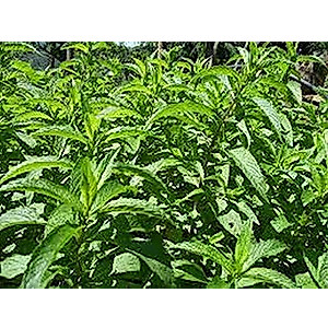 Summer Savory Seeds - Every herb Garden Needs Savory Seeds-(25 - Seeds)