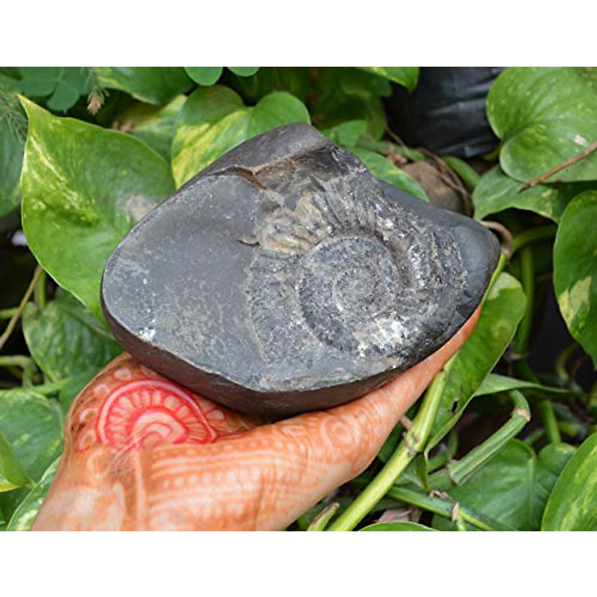 Shiva Lingam Shop Natural Shaligram, Religious Gifts, Sudarshan Saligram Stone, Sudershan Shaligram Gandaki River Nepal, Ritual Object Iconic Symbol of The God Vishnu from Nepal~I-4885