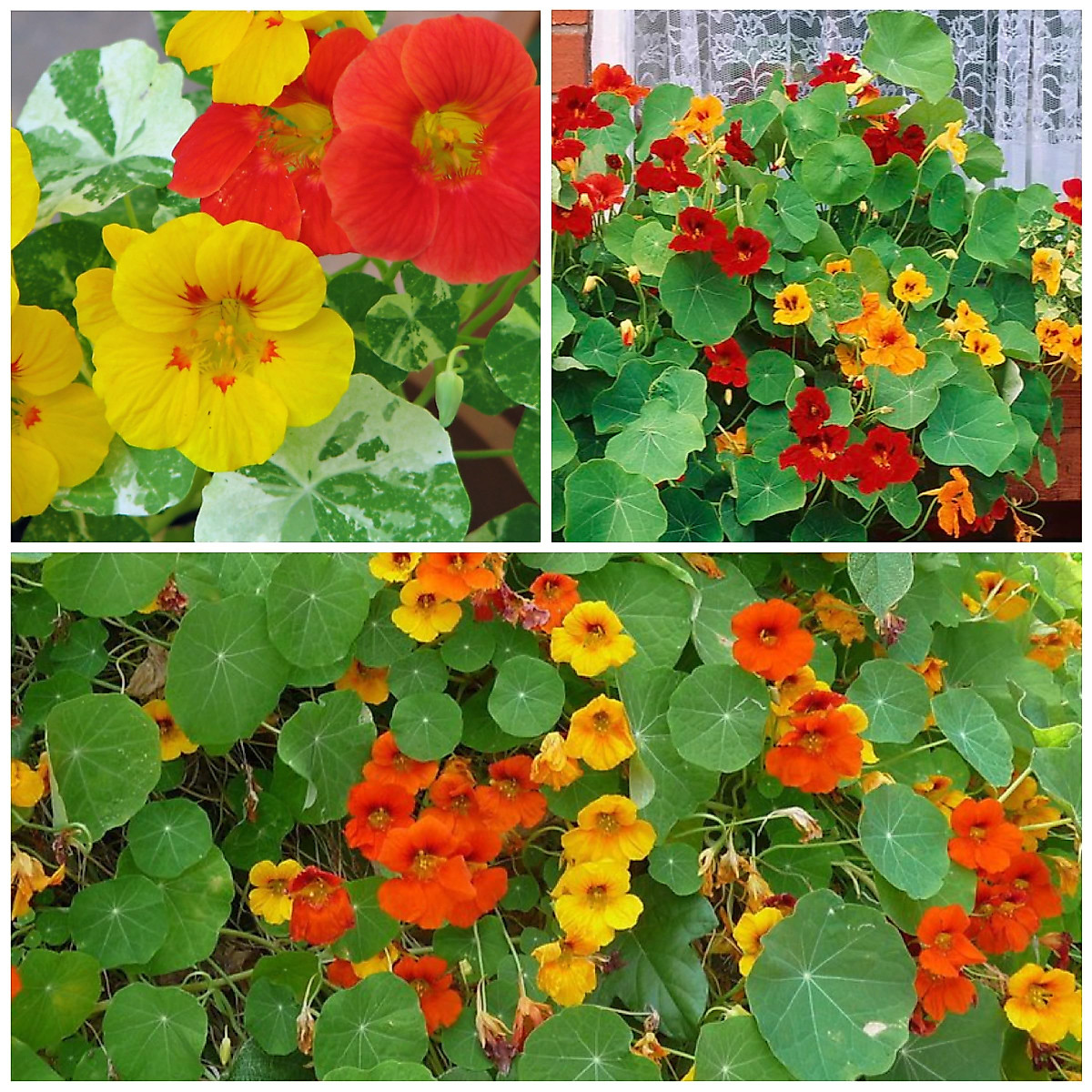 Seed Needs, Double Gleam Nasturtium Seeds - 70 Heirloom Seeds for Planting Tropaeolum majus - Edible Flowers to Add to Salads, Grow in a Butterfly Garden to Attract Poillinators (1 Pack)