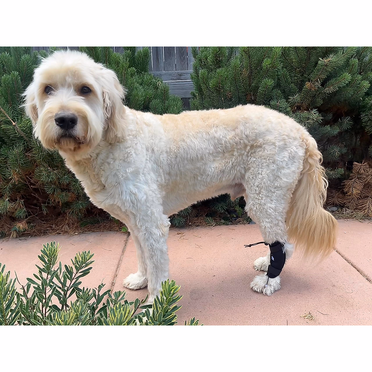 Labra Dog Canine Knuckling Corrector Toe Dragging Brace Wrap for Front or Rear Back Leg Paw