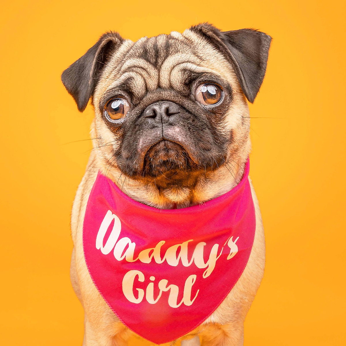 Daddy's Girl Father's Day Dog Bandana (Royal, OS 5)