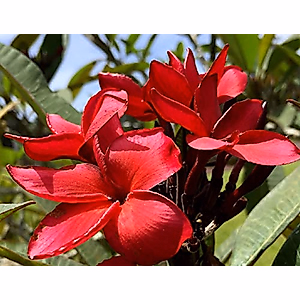 Set of 4 100% Hawaiian Plumeria (Frangipani) Plant Cuttings....From a PEST-FREE certified Hawaiian nursery with the proper U.S. Department of Agriculture stamp.