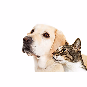 cat probiotic chew - PET Digestive AID - for Dogs and Cats - PET PROBIOTIC - Chews - Digestive Health for Cats - 3 Bottle (180 Treats)