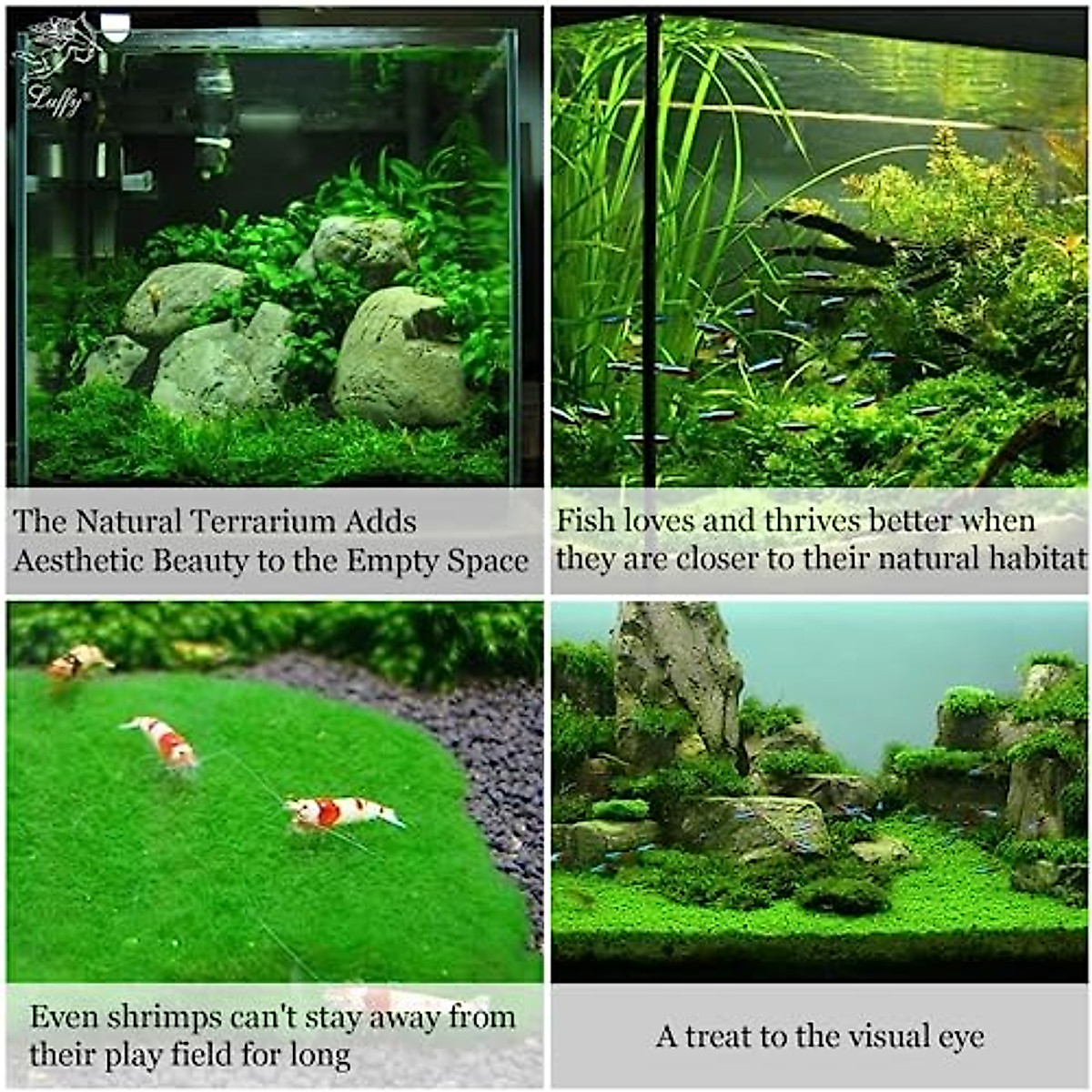 Luffy Betta & Crested Gecko Stainless Steel Mesh, 2.5x4 Inches, Dishwasher Filter Replacement, Garden Pot Drainage Hole Cover, Repair Rusted Dog, Bird & Rabbit Cage