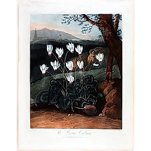 The Persian Cyclamen