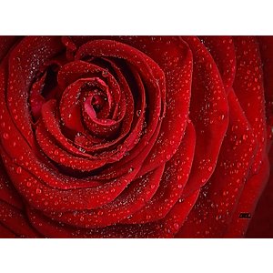 Flowers Red Rose Glass Cutting Board Decorative Gift For Mom Design
