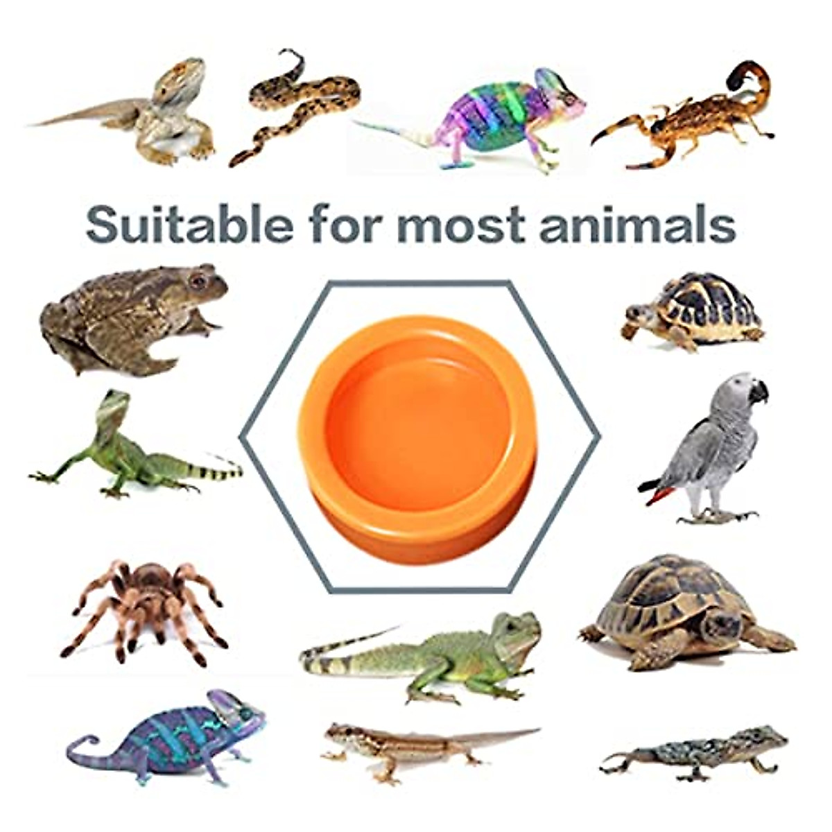 2PCS Reptile Food Dish Bowl Worm Water Dish Lizard Gecko Ceramic Pet Bowls, Mealworms Bowls Anti-Escape Mini Superworm Feeder Set with Long Tweezers Feeding Tools and Cleaning Tools