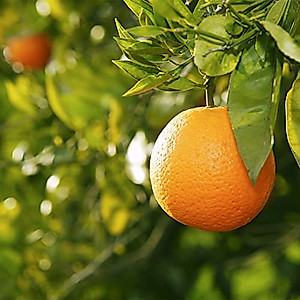 Dwarf Valencia Orange Seeds Fragrant Sweet Juicy GMO Free Patio Courtyard Outdoor Containers 15Pcs Fruit Tree Seeds by YEGAOL Garden