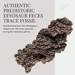KALIFANO Authentic Prehistoric Dinosaur Coprolite Feces Trace Fossil - Fossilized Dinosaur Dung Poop Coprolite from Madagascar (Information Card Included)