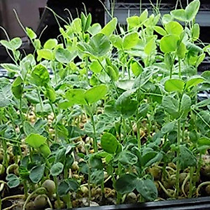 Certified Organic Dried Green Pea Sprouting Seed - 1 Lb - Handy Pantry Brand - Green Pea for Sprouts, Garden Planting, Cooking, Soup, Emergency Food Storage, Vegetable Gardening