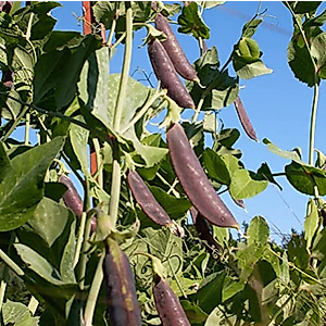 CHUXAY GARDEN 100 Seeds Magnolia Sugar Snap Pea,Deep Purple Colored Sugar Snap Pea, Pisum Sativum Delicious Vegetable Great for Cooking