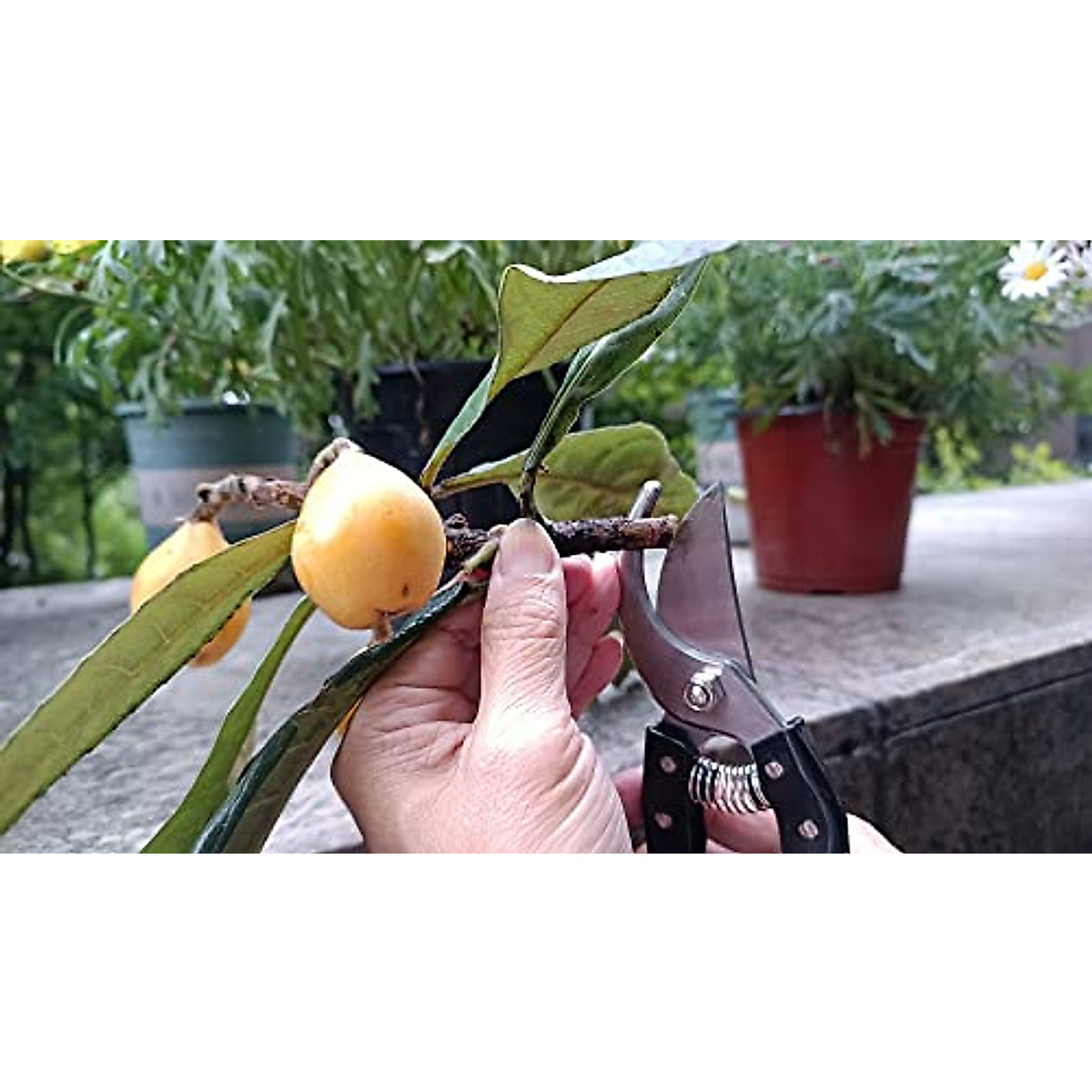 8" Garden Premium Bypass Pruning - Shears Ultra Sharp Pruners with Grade Stainless Steel Professional Perfectly Cutting Through Anything Plant in Yard and Bonsai