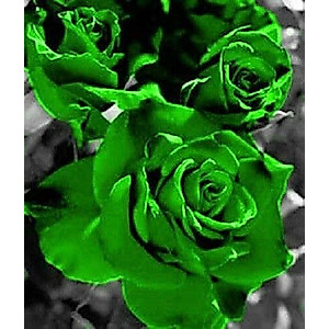20+ Green Rose Rosa Flowers Seeds Bush Shrub Perennial Flower