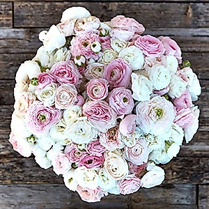 Ranunculus Bulbs - Eternal Bliss Mix - 100 Bulbs - Mixed Flower Bulbs, Corm Attracts Bees, Attracts Pollinators, Easy to Grow & Maintain, Fragrant, Container Garden