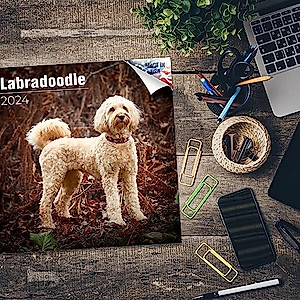 2023 2024 Labradoodle Calendar - Dog Breed Monthly Wall Calendar - 12 x 24 Open - Thick No-Bleed Paper - Giftable - Academic Teacher's Planner Calendar Organizing & Planning - Made in USA