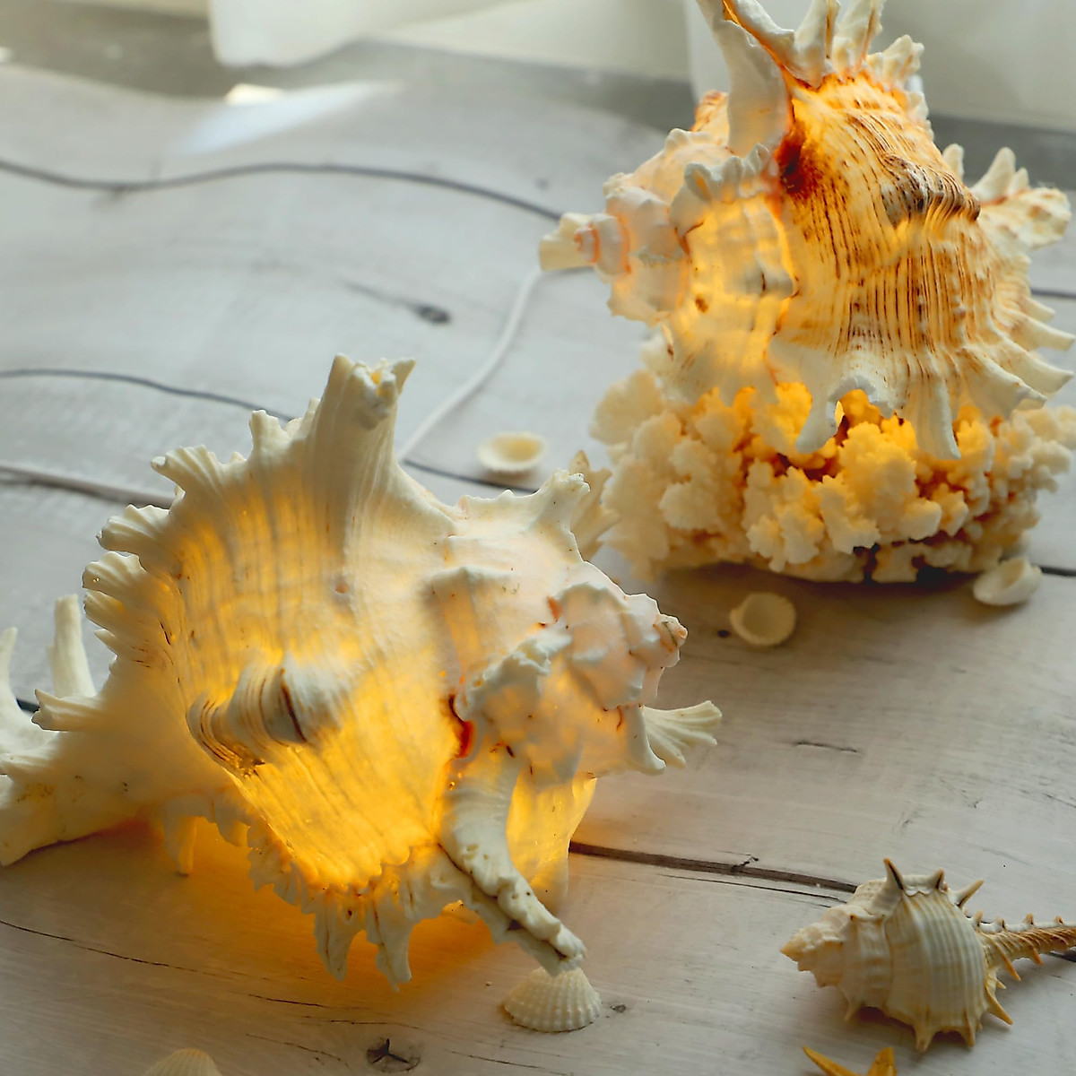 MIYA LIFE Magic Conch Shell Lamp - LED Lighted Real Conch Shell Night Light (Medium, Largest Side Around 5.5'') USB Plug & Battery Powered Seashell Lamp Sea Lamp for Bedroom Beach Themed Room Decor