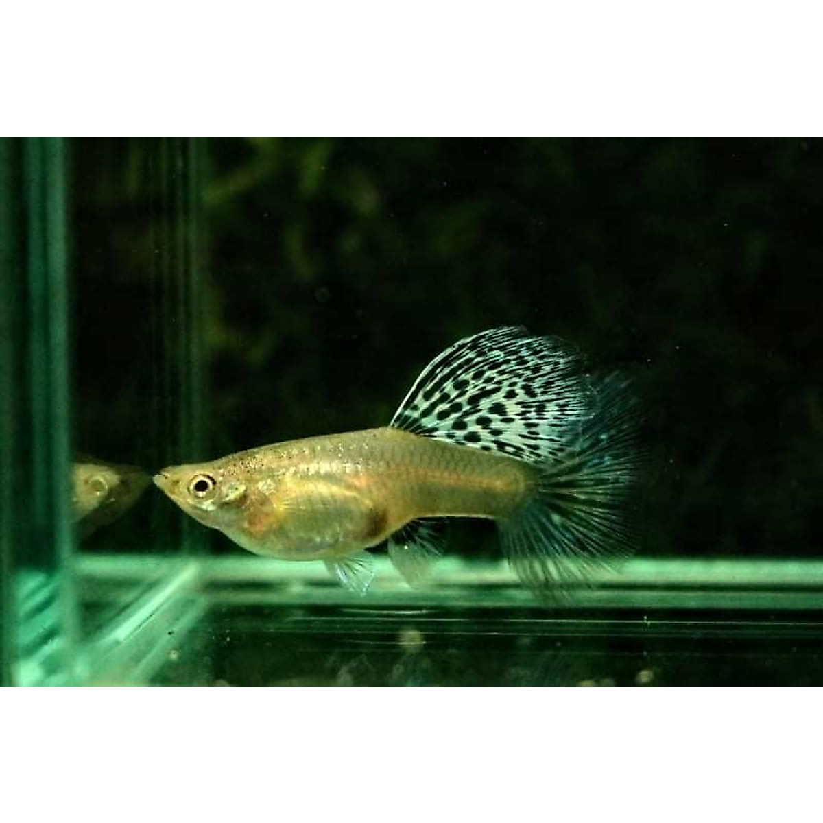 D&A Tropical Live Fish - Tiger King Cobra Guppy Live Fish, Male and Female Guppies Live Fish for Aquarium, Live Fish Freshwater(1 Breeding Pair(1 Male, 1 Female))