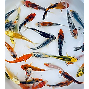 Toledo Goldfish Standard Fin Koi, Variety of Colors and Patterns - Perfect for Ponds or Aquariums - 4-5 Inches, 5 Count