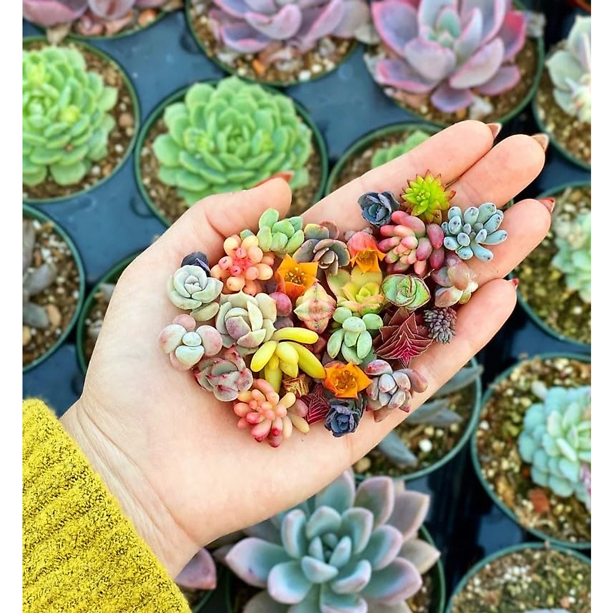 DouxiE 200pcs Rare Mixed Mini Succulents Seeds for Bonsai & Ornamental Plants - Grow Your Stunning Garden