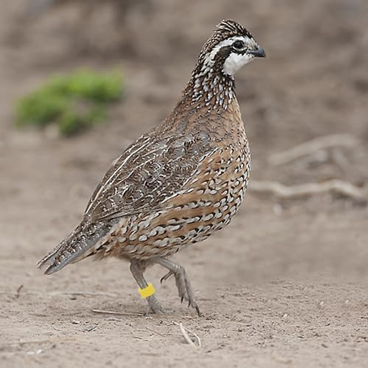 Wontee 100PCS Poultry Leg Rings Quail Clip on Foot Bands for Chicks Pullets Tiny Bantams (Mix Color)