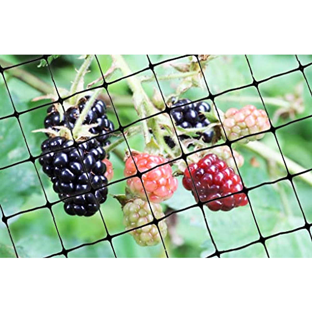 Bird-X Standard Bird Netting, Ideal for Gardens and Lightweight Applications, UV-Stabilized Mesh Netting with 3/4" Hole Opening, Easy to Install, 100' x 14'