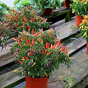 David's Garden Seeds Pepper Ornamental Sweet Mix FBA-4543 (Multi) 25 Non-GMO, Heirloom Seeds