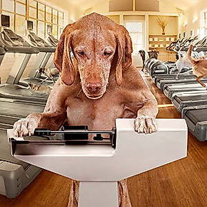 Fromm Gold Coast Weight Management Premium Dog Food - Weight Management Dry Dog Food - Whitefish Recipe - 4 lb