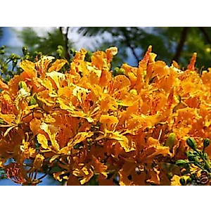 DELONIX REGIA Yellow FLAMBOYAN Royal Poinciana Rare Bonsai Tree Seed 10 Seeds