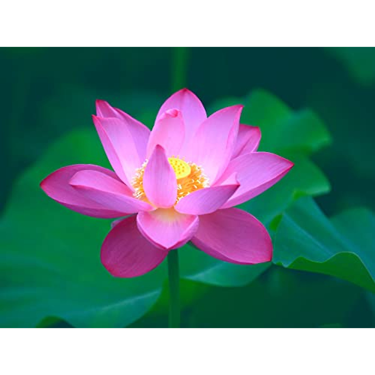 30PCS Bonsai Lotus Seeds for Planting, Water Lily Flower, Non-GMO Home Garden Plant Seeds, Flowering Aquatic Bonsai Plant, No Experience Required