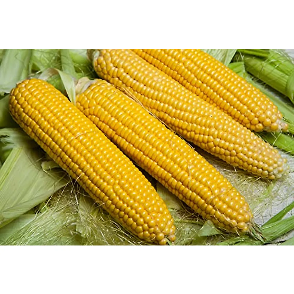 Sugar Buns Sweet Yellow Corn Seeds for Planting, 50+ Heirloom Seeds Per Packet, (Isla's Garden Seeds), Non GMO, 90% Germination Rates, Botanical Name: Zea mays, Great Home Garden Gift