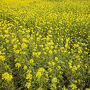 Outsidepride White Mustard Cover Crop & Forage Plant Seed - 5 LBS