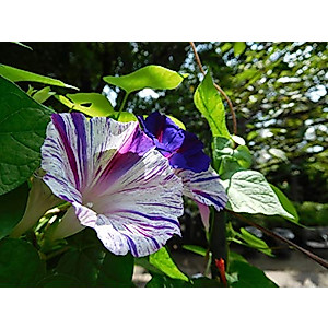 RAISE ME UP: Seeds Morning Glory Harlequin Mix Annual Flowers