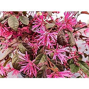 TriStar Plants - Ruby Loropetalum- 1 Gallon, 3'-4'ft Tall Potted Plant, Healthy Established Roots, Fast Growing Trees, Fall Color, Evergreen, Loropetalum chinense