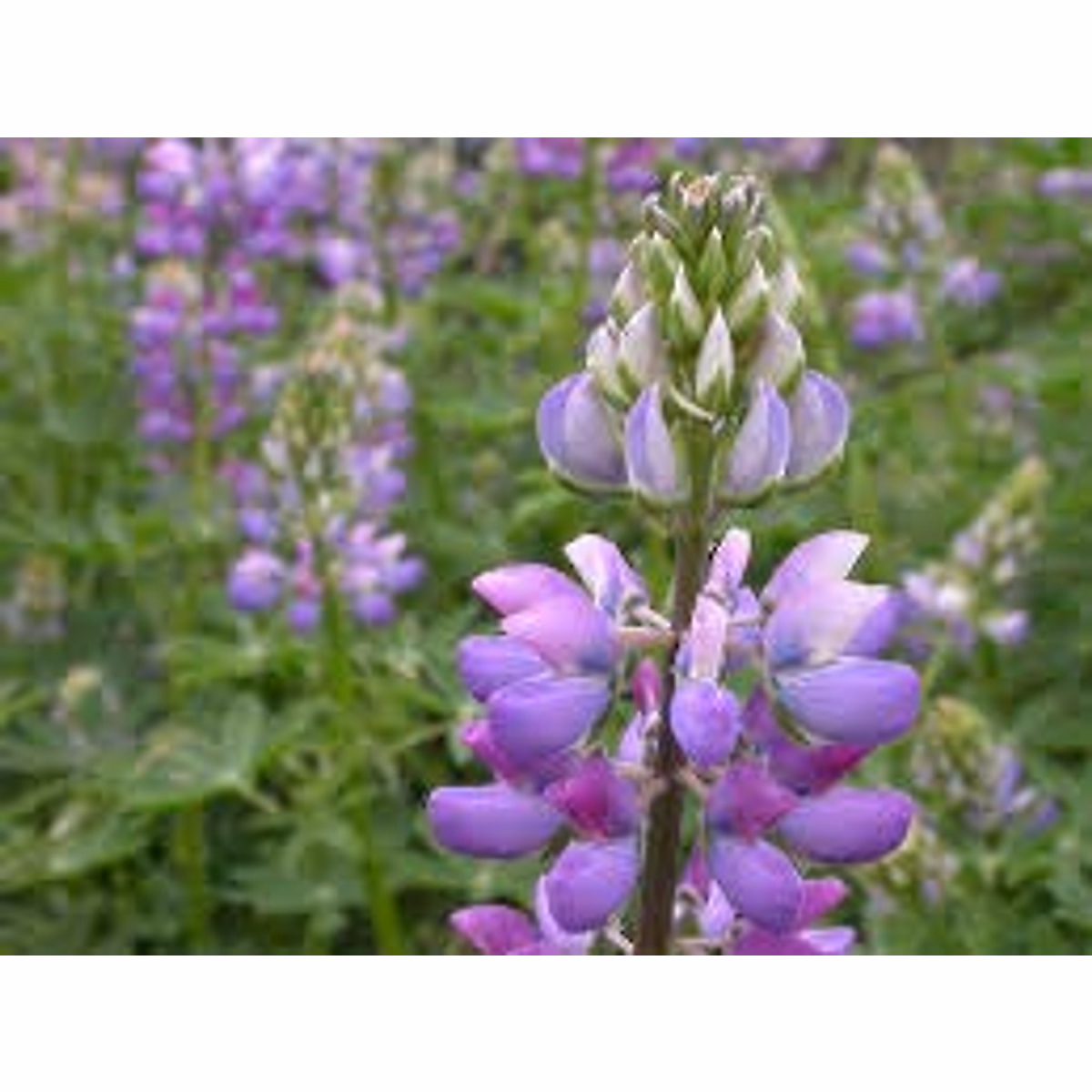 Riverbank Lupine Flower Seeds, 100+ Heirloom Seeds Per Packet, (Isla's Garden Seeds), Botanical Name: Lupinus rivularis, Non GMO Seeds