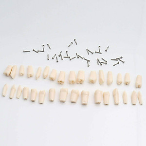Dental Teaching Study Typodont Model 200 Style Kilgore Nissin Removable Teeth