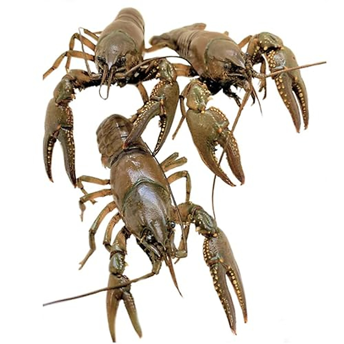 Toledo Goldfish Crayfish: Live Crawdads Perfect for Stocking Ponds or Aquariums - 10 Count