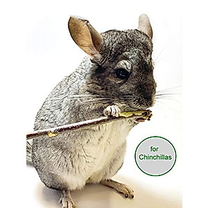 Apple Sticks 120 Gram Rabbit & Hamster Chew Toys - 100% Natural & Organic Chinchilla Food, Treats for Guinea Pig, Squirrels, Parrots & Other Small Animals (Made in Ukraine)