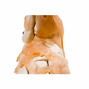 Foot Joint Model with Ligaments,Kouber Human Anatomical Model,Life Size,Height 11"