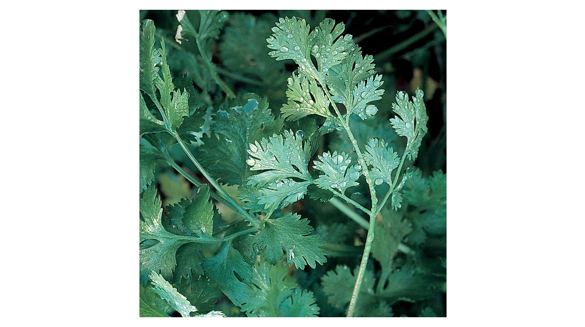 1,000 Cilantro Slow Bolt Seeds - Grow Microgreens Easily