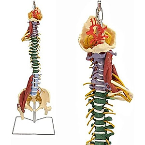 LHMYHHH Life Size Vertebral Column Model 85CM Anatomy Muscle Spine with Stand, with Spinal Nerves, Skull Base, and Pelvis for Teaching Tools