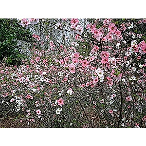 TriStar Plants - Toyo Noshiki Flowering Quince, 3 Pack - Established Roots - Quince Bush - chaenomeles - Live Plant- Bonsai - Indoor Plant - Fruit