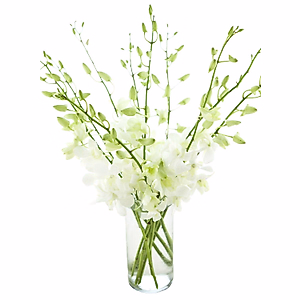 Fresh Cut Flowers - Dendrobium Orchids White with Vase- Support Small Business