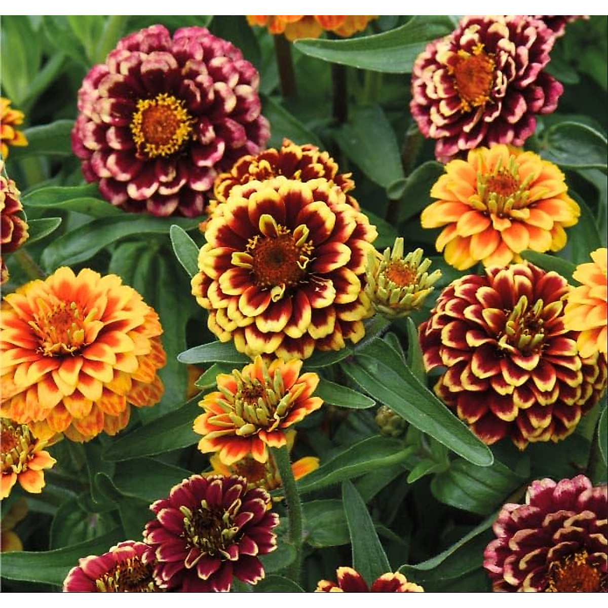 Outsidepride Zinnia Aztec Sunset Flower Plant Seed Mix - 50 Seeds