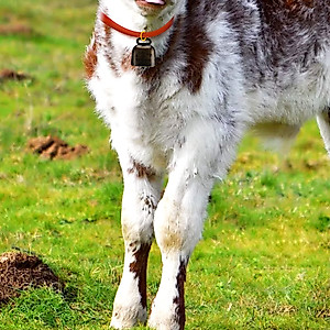 MAHIONG 25 Pack Cow Horse Sheep Grazing Copper Bells, Small Metal Cow Bells Loud Bronze Bell, Small Brass Bell Anti Lost Bells for Cow Horse Sheep Cattle, Bronze Black