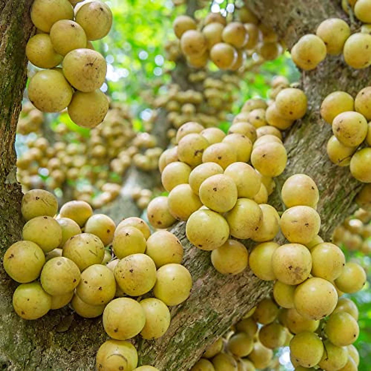 QAUZUY GARDEN 10 Burmese Grape Seeds (Baccaurea Ramiflora) - Non-GMO Fruit Seeds - Edible & Tasty &Attract Pollinators - Perennial Evergreen Tropical Exotic Fruit Tree
