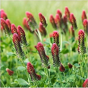 Seed Needs, 4,000+ Crimson Clover Wildflower Seeds (Trifolium incarnatum) Hummingbird, Bee and Butterfly Attracting - Annual Seeds Bulk