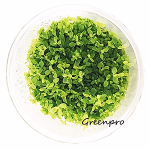 Micranthemum Monte Carlo New Large Pearl Grass Live Aquatic Plant in Tissue Culture Cup for Aquarium Freshwater Fish Tank by Greenpro