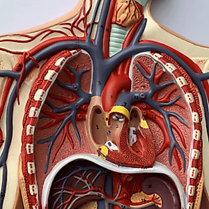 Model Teaching Model Human Circulatory System Model Whole Body Internal Organs Anatomy Model Cardiovascular Demonstration Model for Teaching